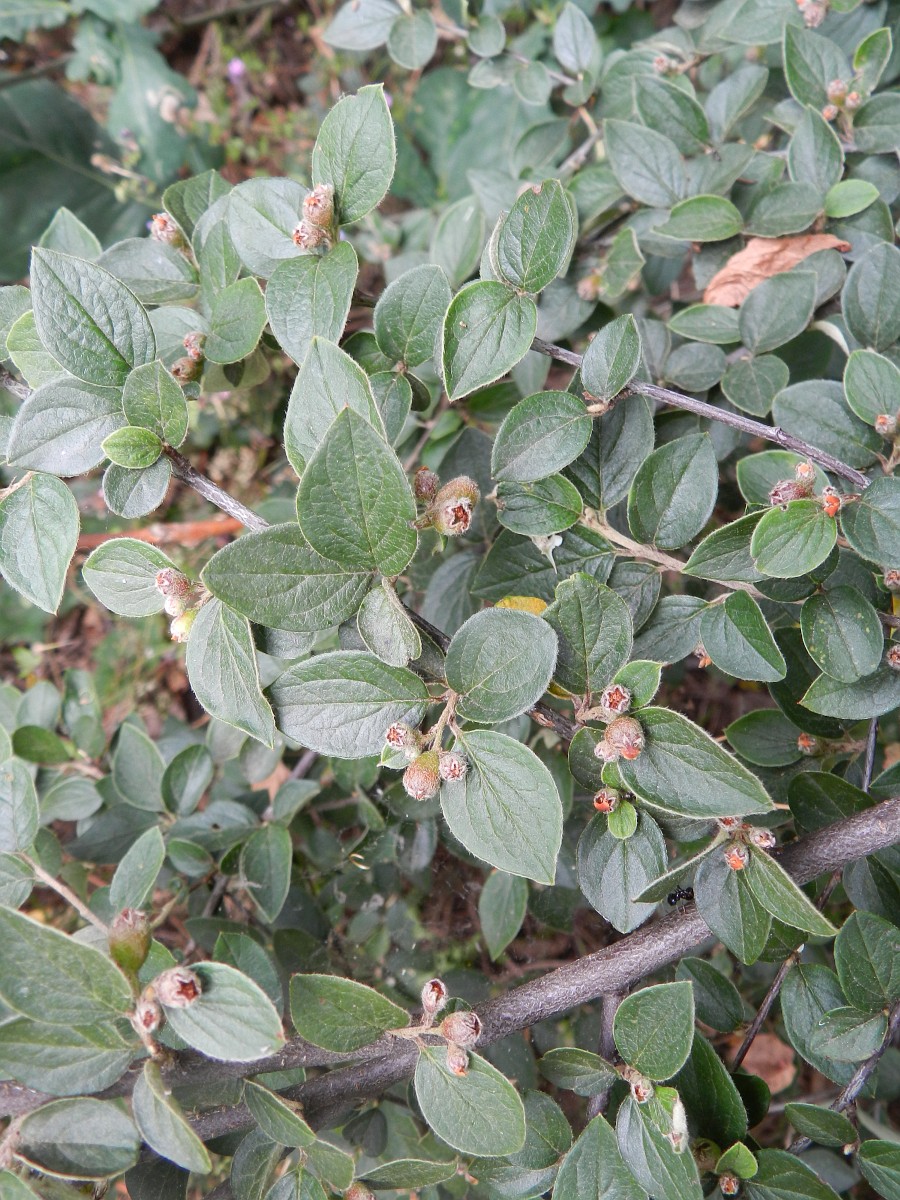 Cotoneaster franchettii